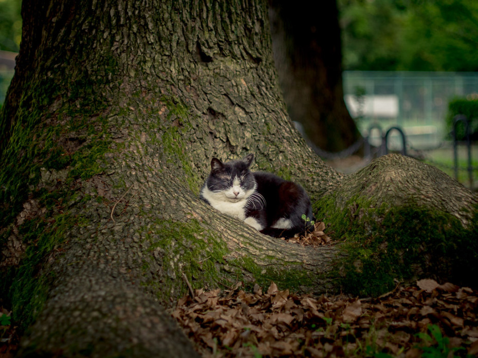 5 Days in Tokyo: Cats of Hibiya Park - Suggestion of Motion