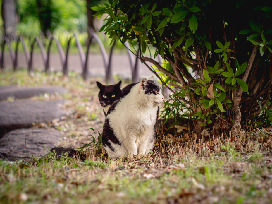 5 Days in Tokyo: Cats of Hibiya Park - Suggestion of Motion
