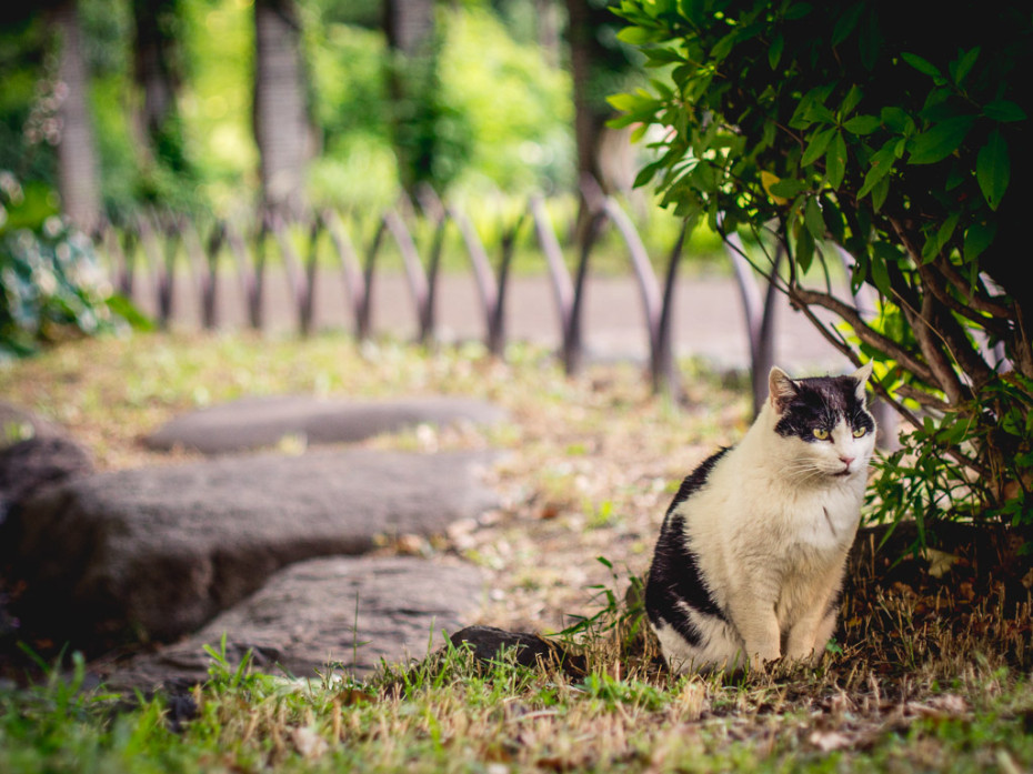 5 Days in Tokyo: Cats of Hibiya Park - Suggestion of Motion